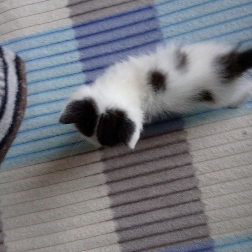 Отдам котика-долматинца