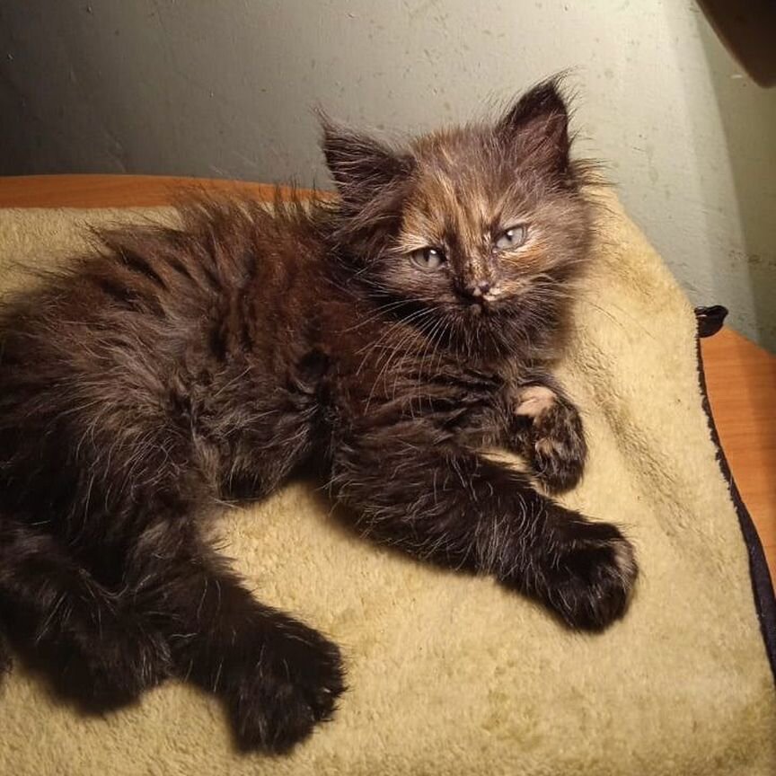 Кот и кошечка в добрые руки