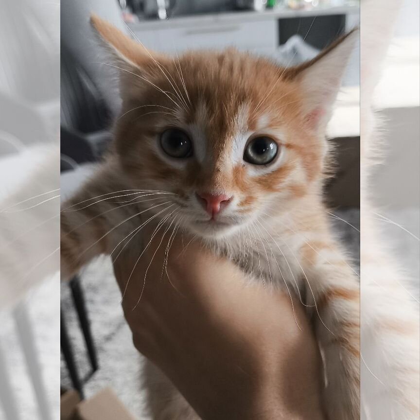 Котёнок в добрые руки