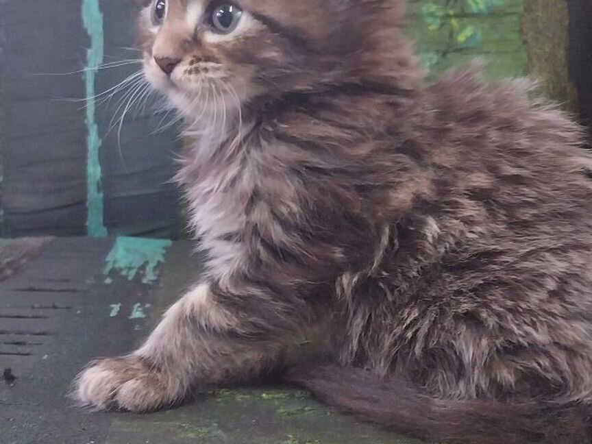 Котята мейн-кун