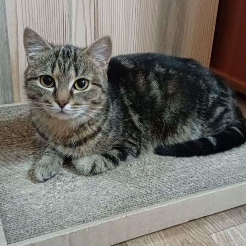 Кошечка ищет дом