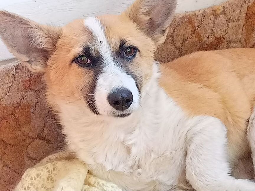 Очень нужен дом