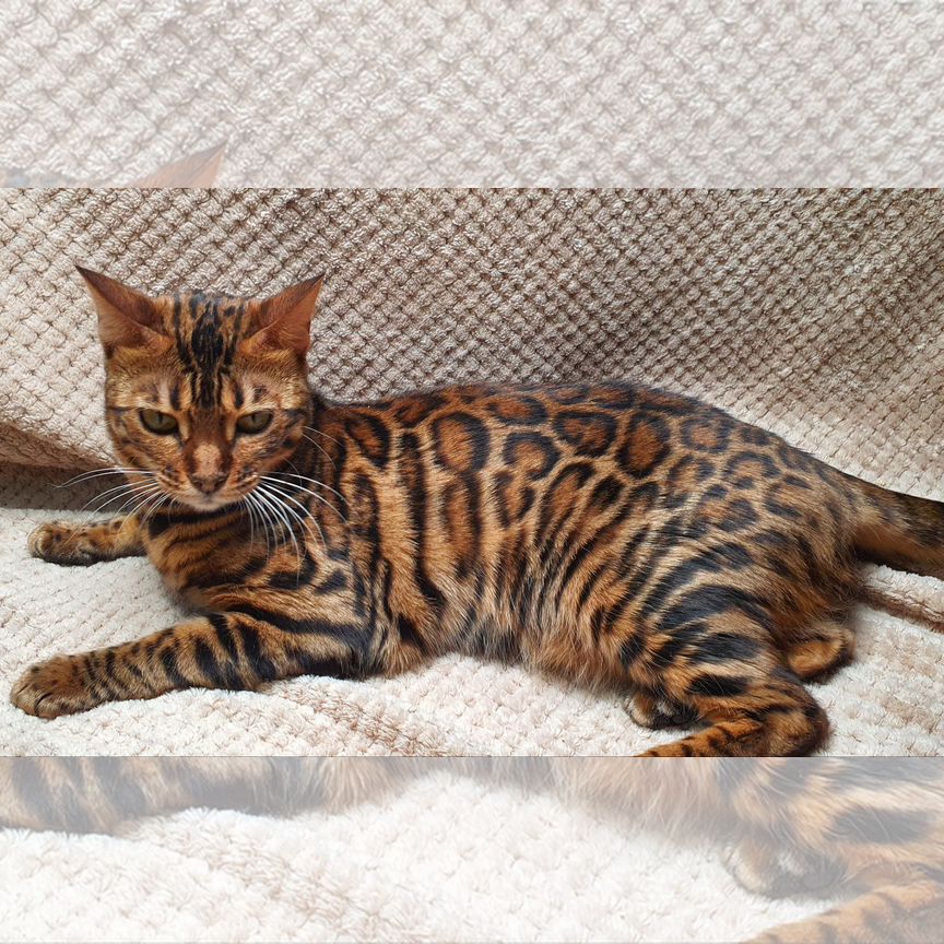 Бенгальская кошка