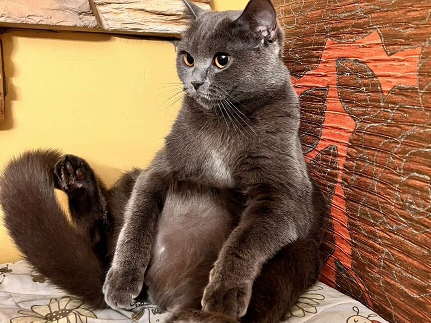 Шотландская кошка вязка