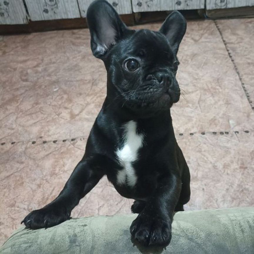 Французский бульдог, щенок