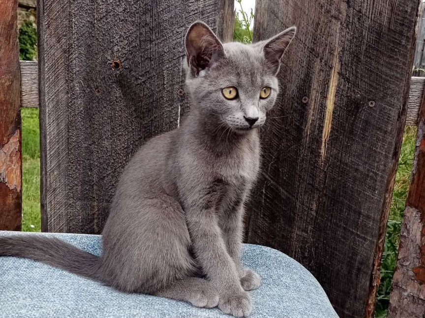 Котята в добрые руки бесплатно