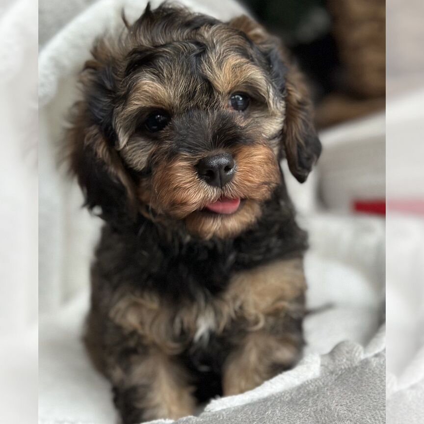 Кавапу, щенок