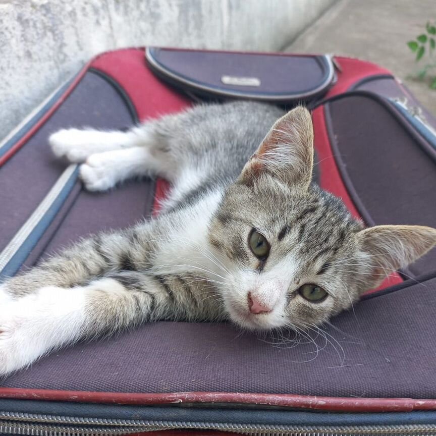 Пушистые котята в добрые руки