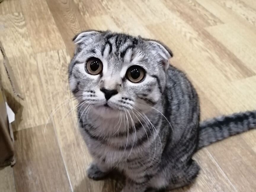 Шотландская