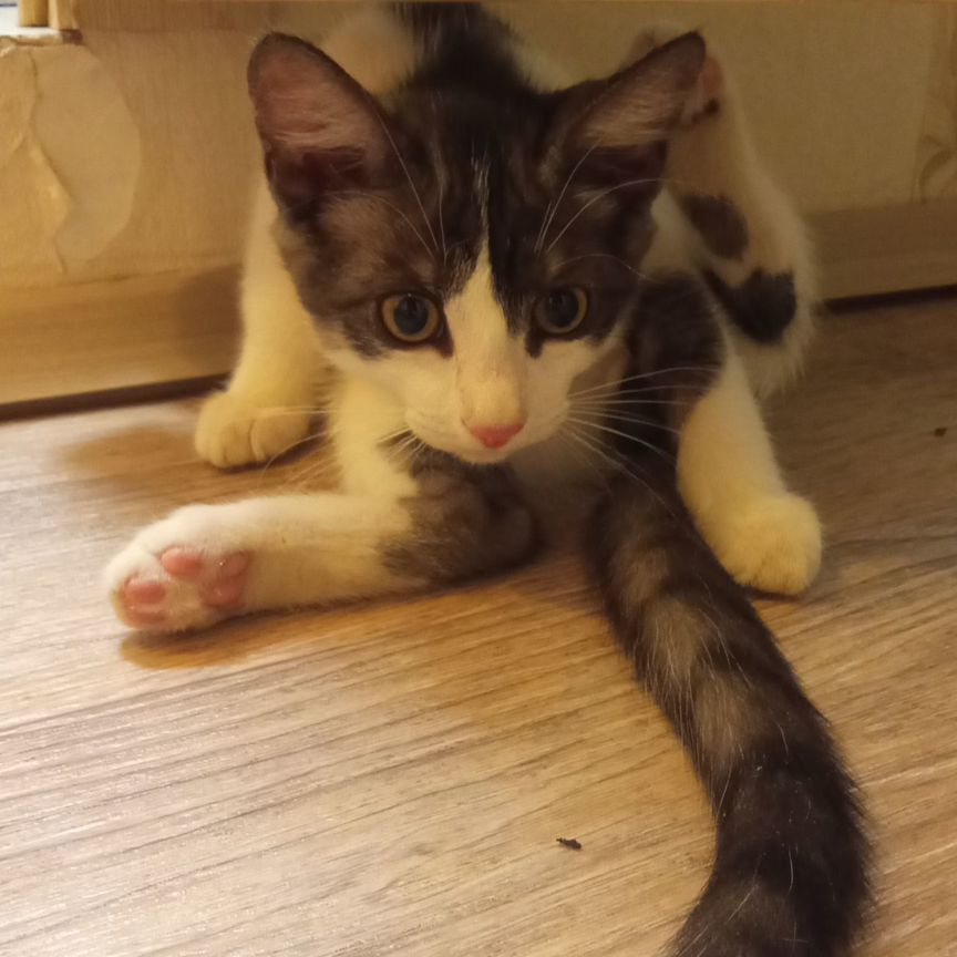 Котёнок в добрые руки