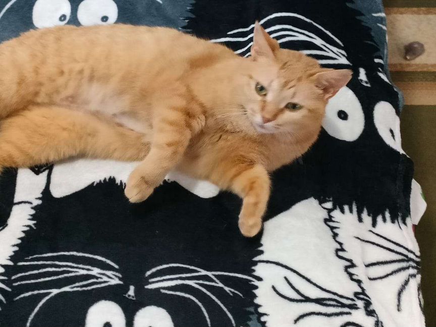 Кошечка в добрые руки