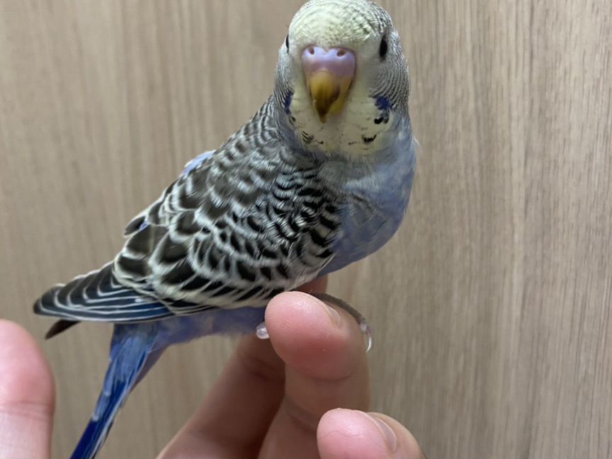 Волнистый попугай ручной