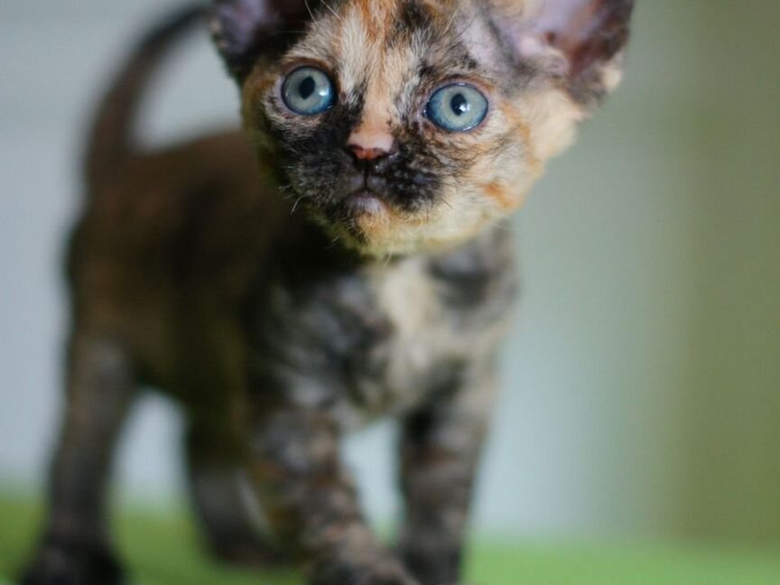 Девочка Девон-рекс