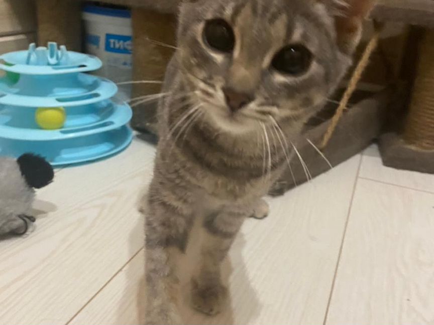 Котенок девочка с красивыми глазами в добрые руки