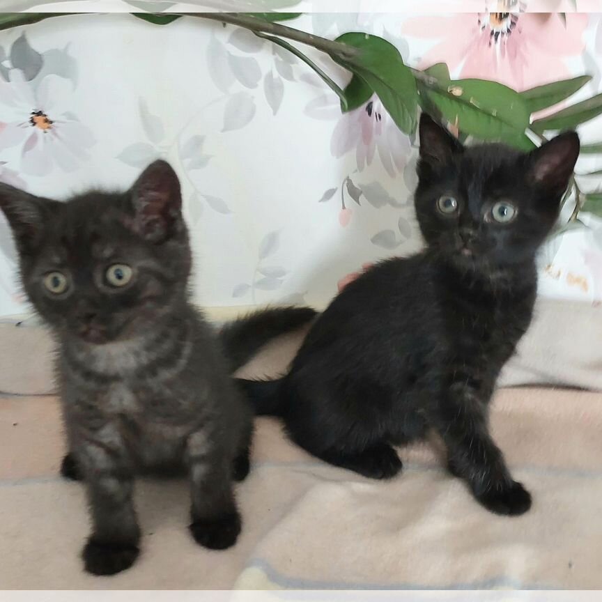Котята, 2 мес