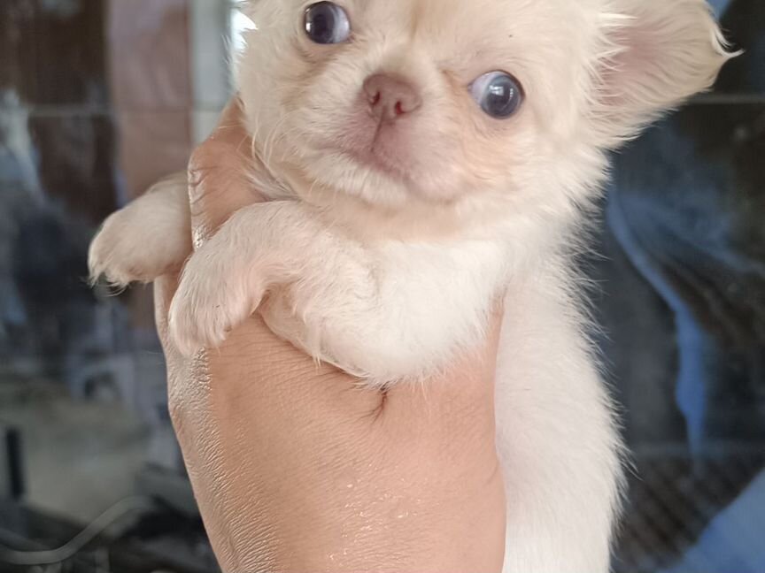 Мини чихуахуа