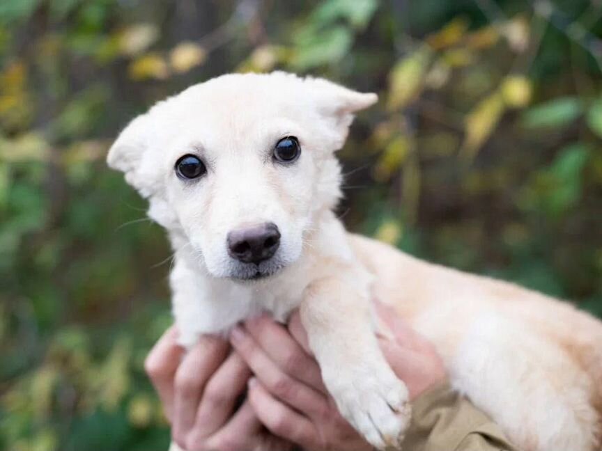 Щенок в добрые руки