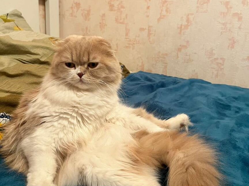 Продам скоттиш фолд