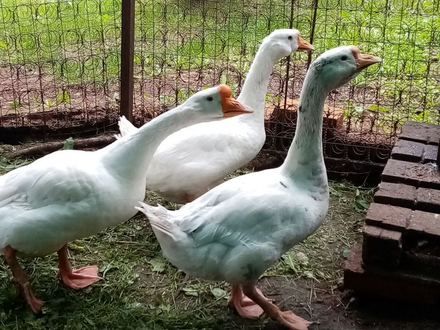 Гусь и гусыня
