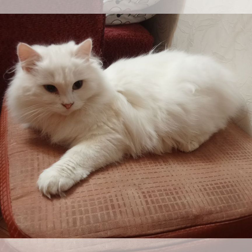 Турецкая ангора котёнок