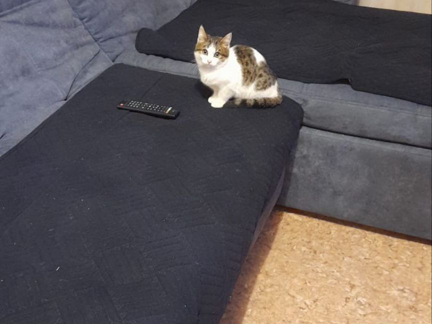В добрые руки кошка
