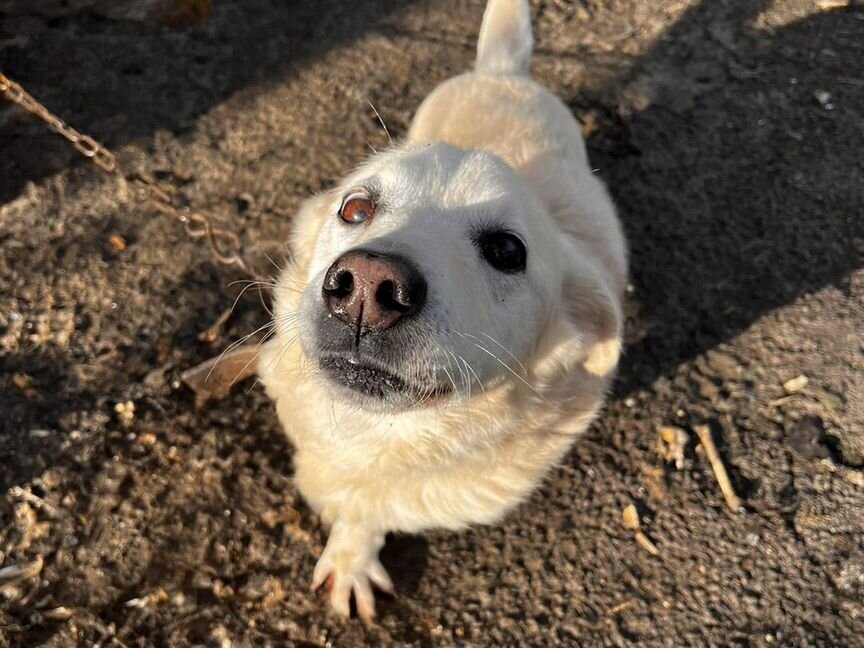 Собака в добрые руки отдам бесплатно