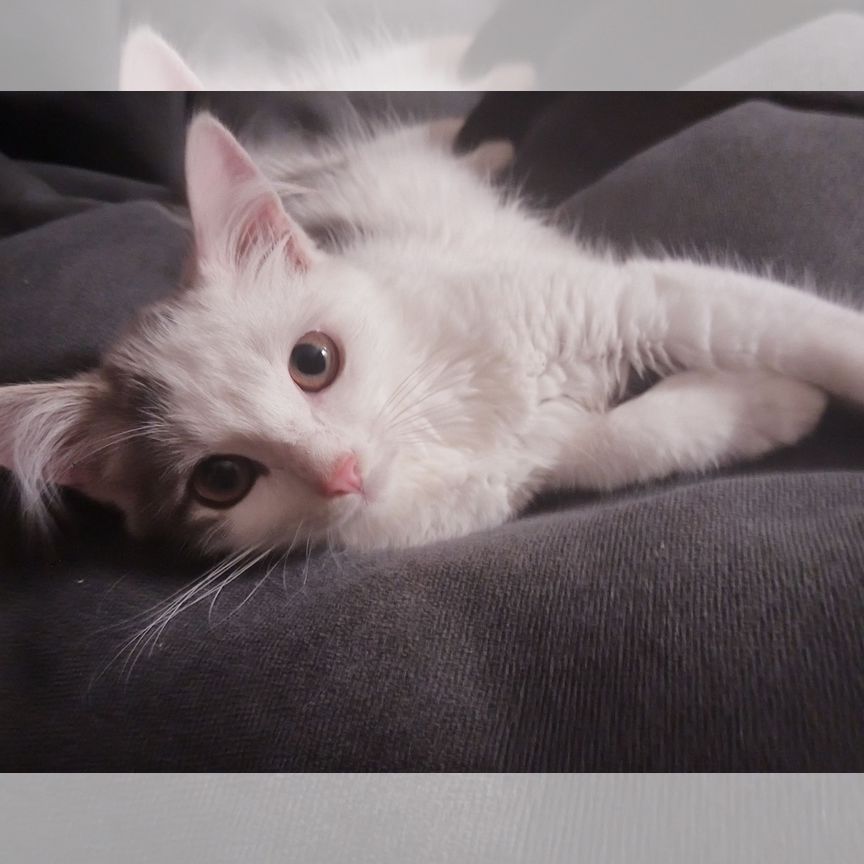 Котенок Сахарок