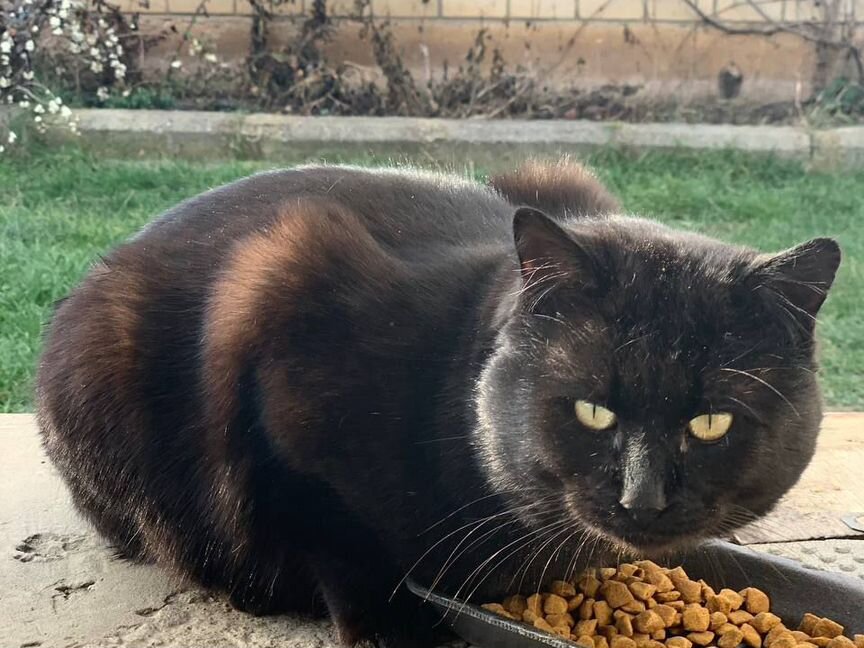 В добрые руки кот красавец