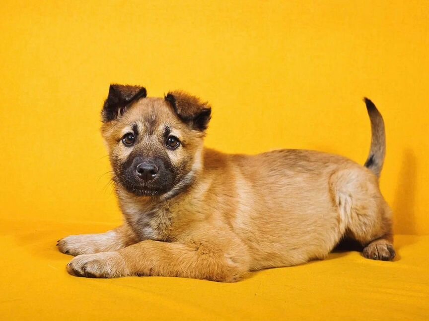 Щенок Белка в добрые руки бесплатно