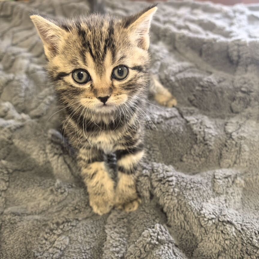 Шотландский кот страйт