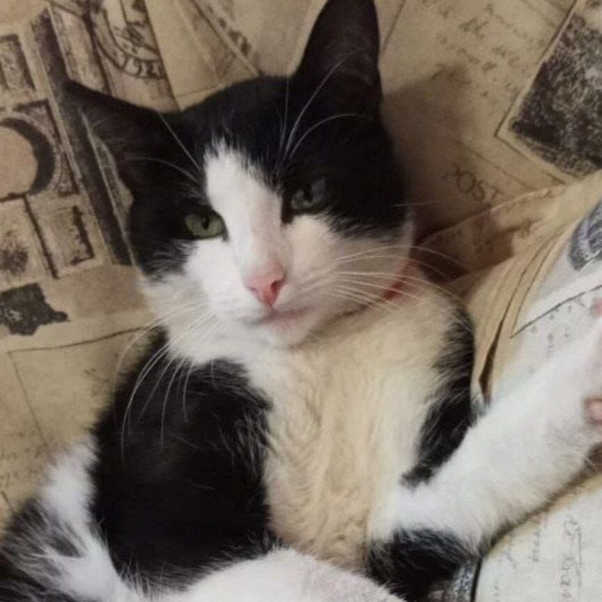 Потерялся котик