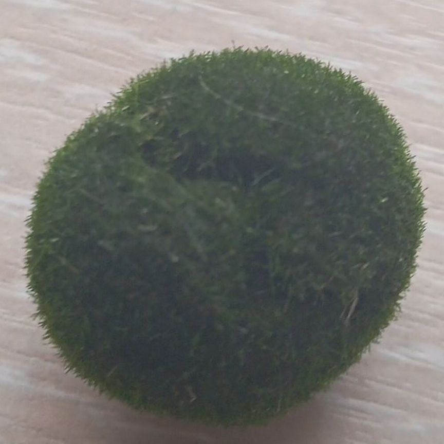 Канадский сфинкс, взрослая кошка