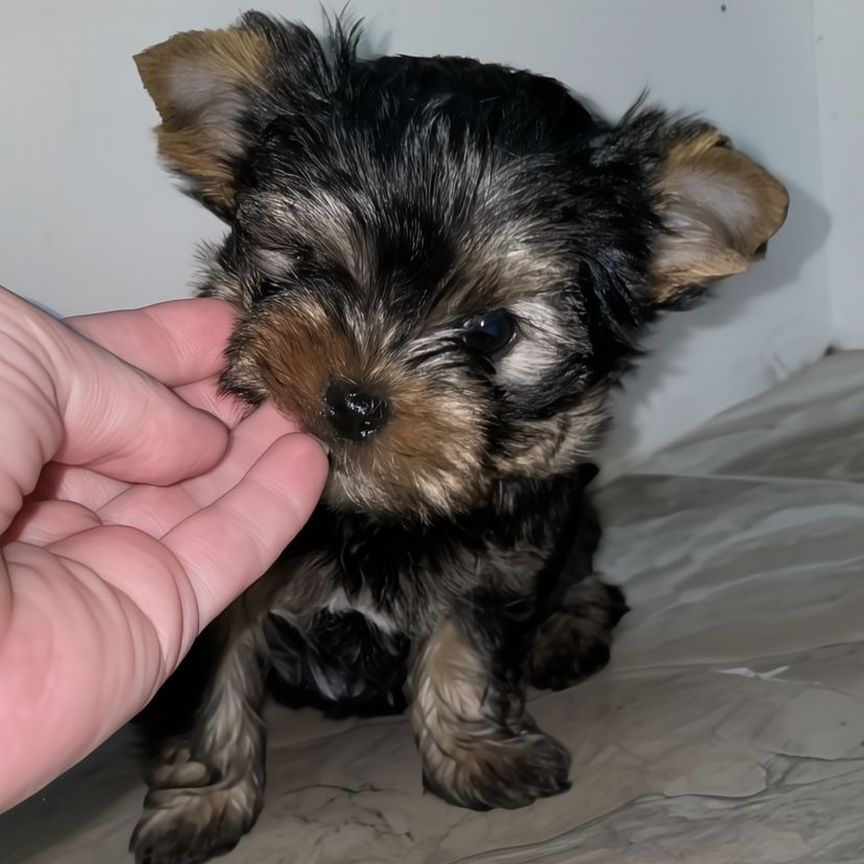 Йоркширский терьер, щенок