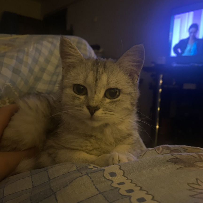 Кошечка в добрые руки