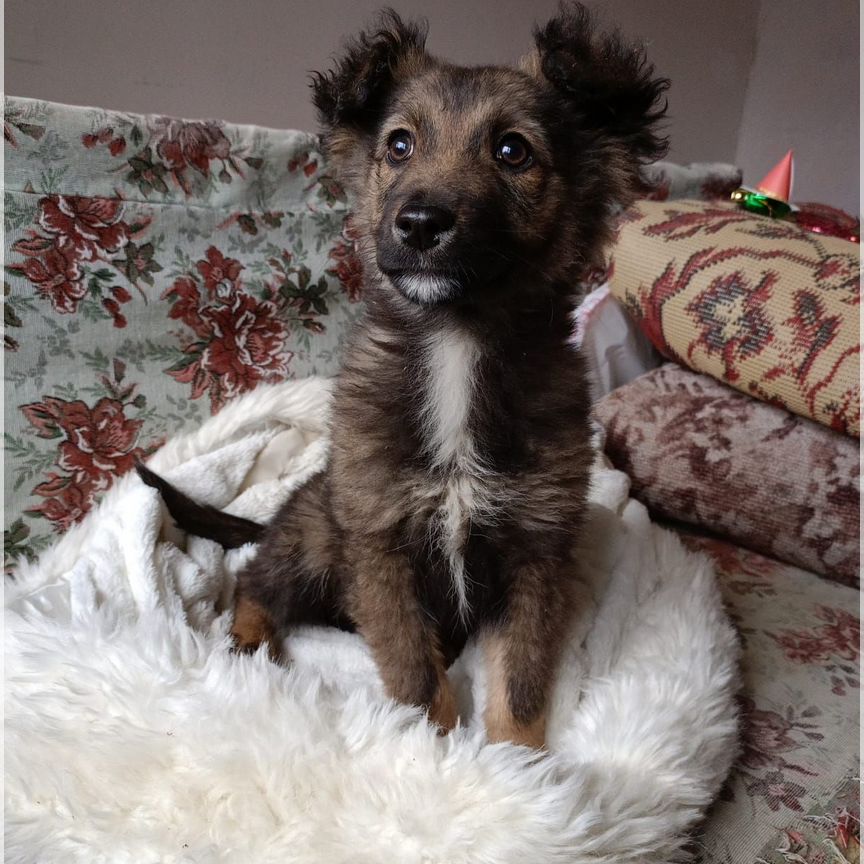 Отдам в добрые руки