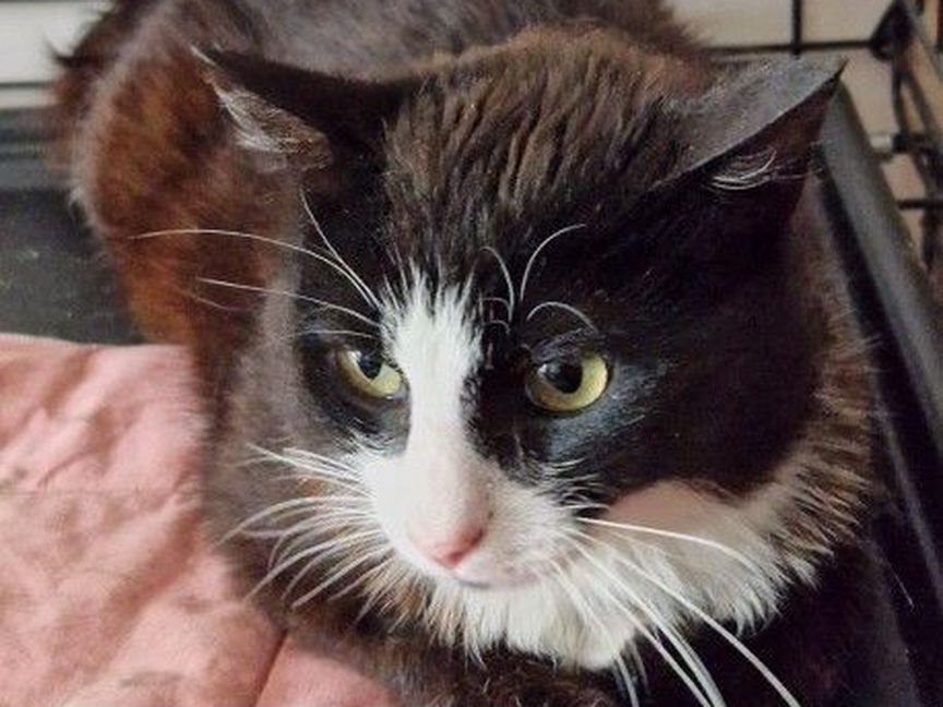 Котик ищет дом