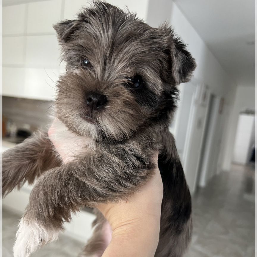 Йоркширский терьер, щенок