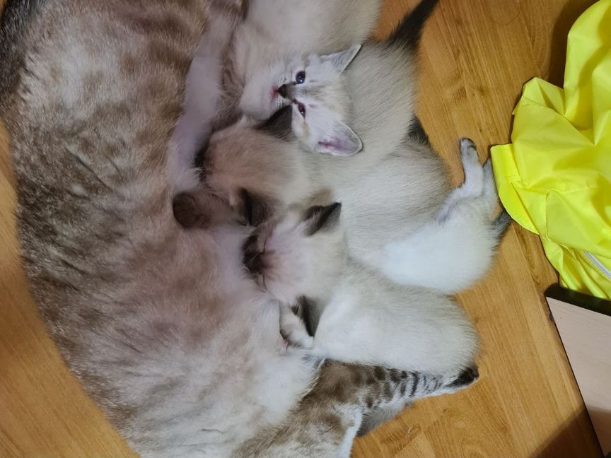 Сиамские котята