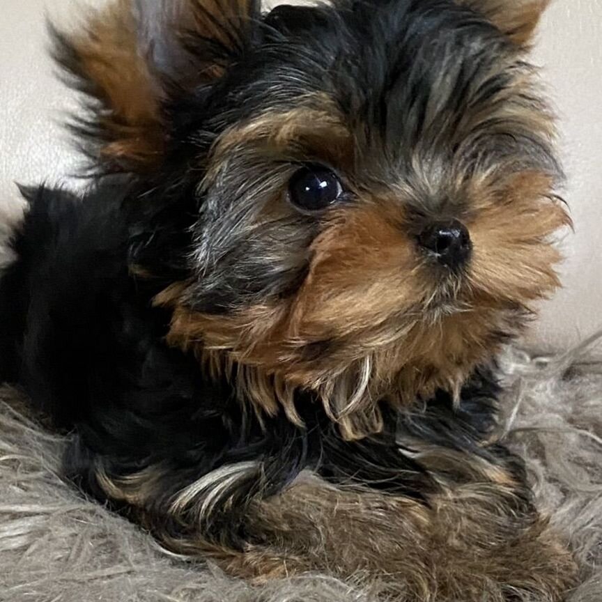 Йоркширский терьер мальчик