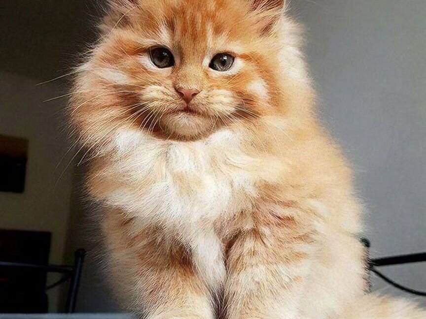 Котята мейн-кун