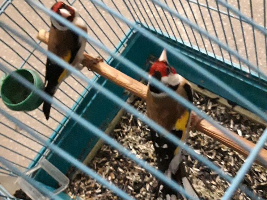 Птица щегол поющих