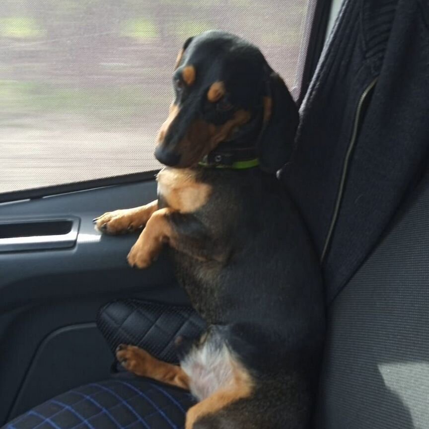 Щитки таксы