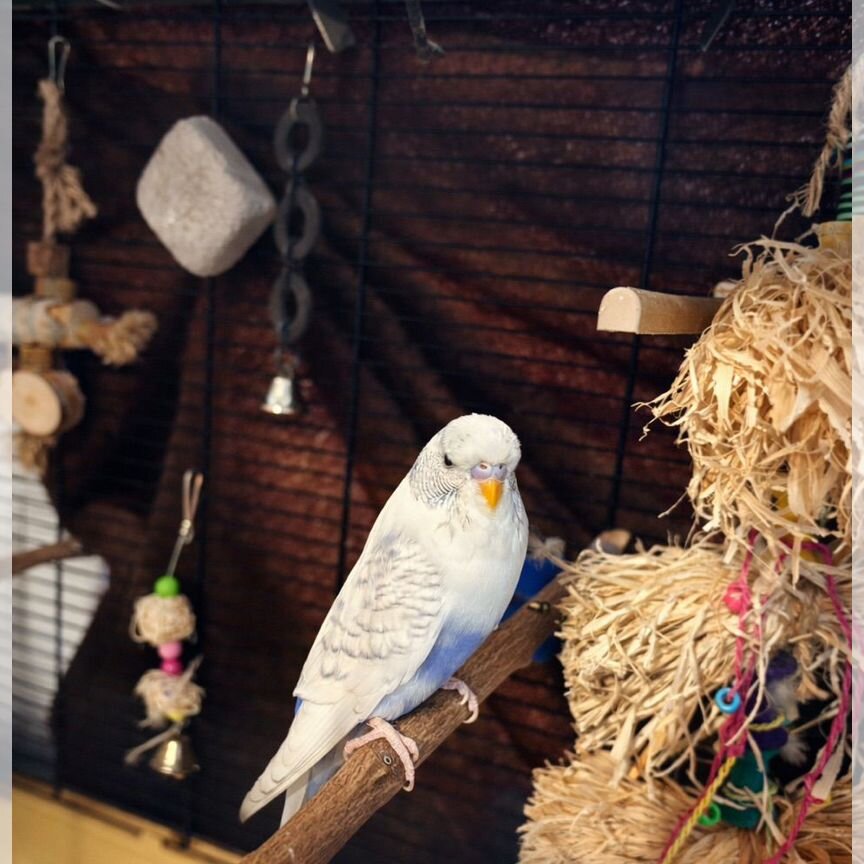 Волнистый попугай самец ввп полукровка клетка