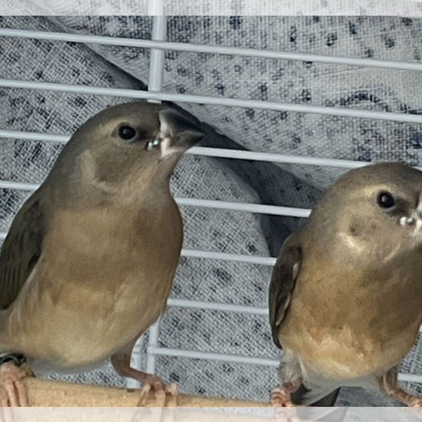 Амадины гульда птенцы