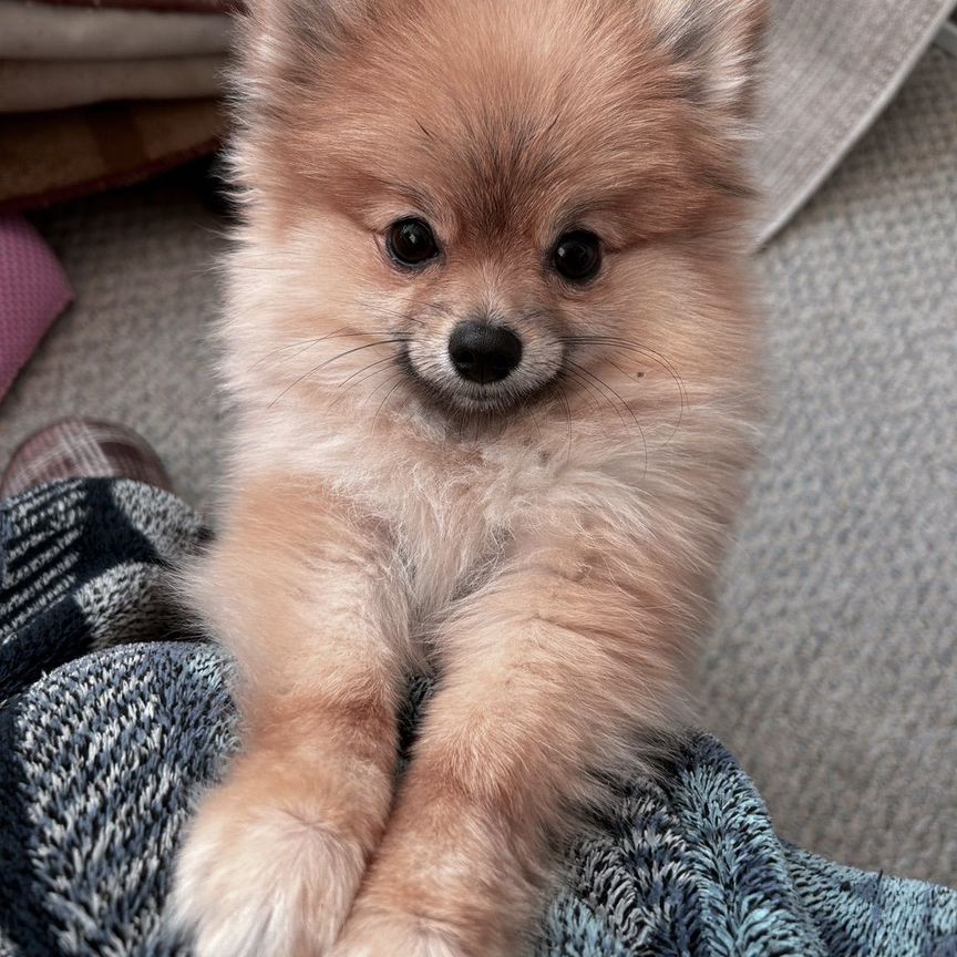 Померанский шпиц