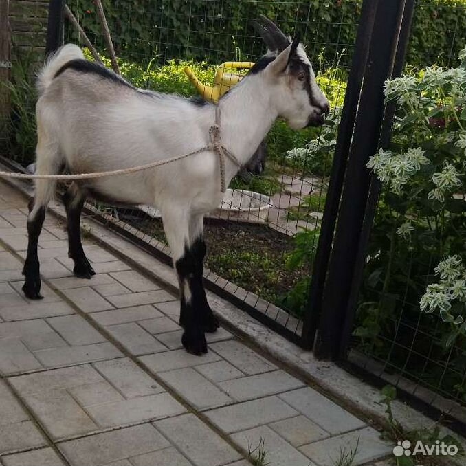 Альпийский козлик