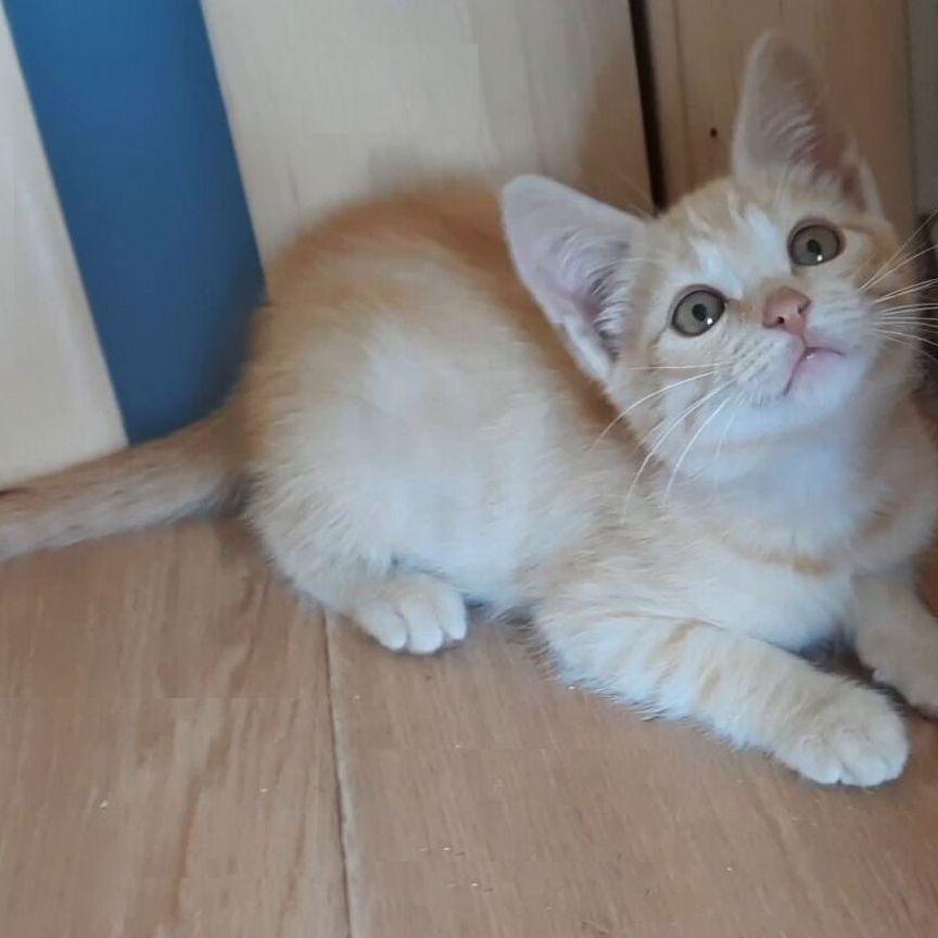 Котёнок ищет хороших хозяев