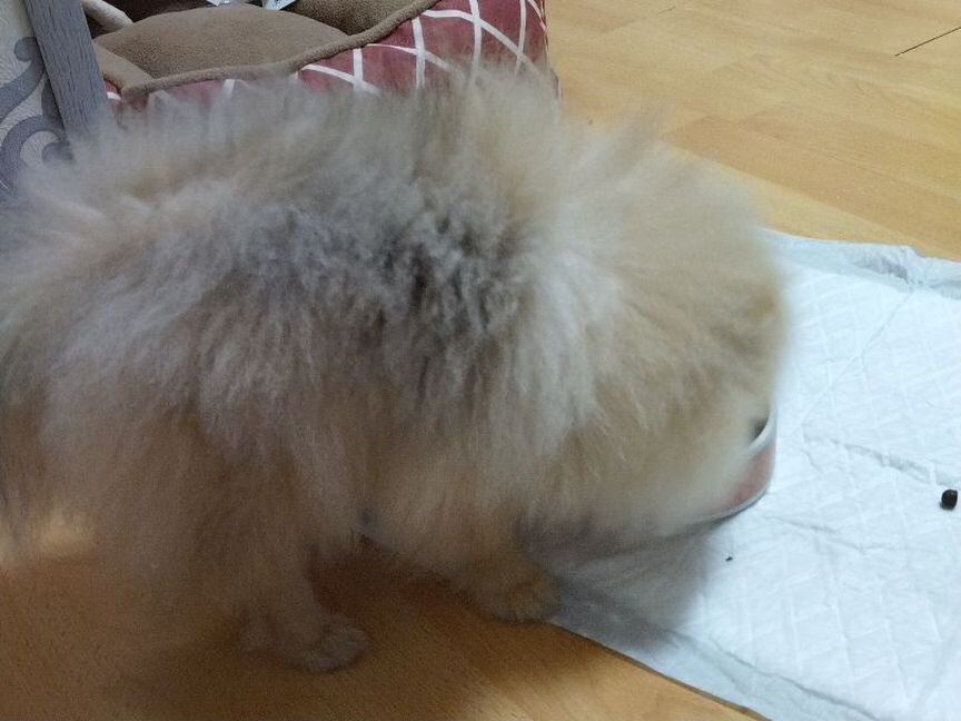 Продам померанского шпица 3 месяца