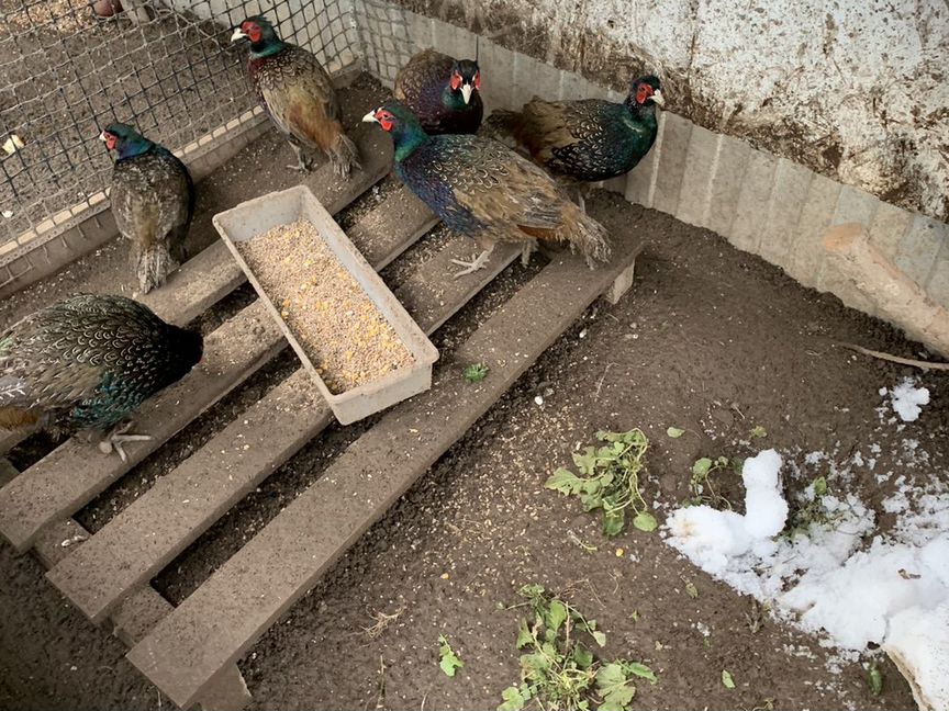 Фазаны охотивьи и румыны живьем