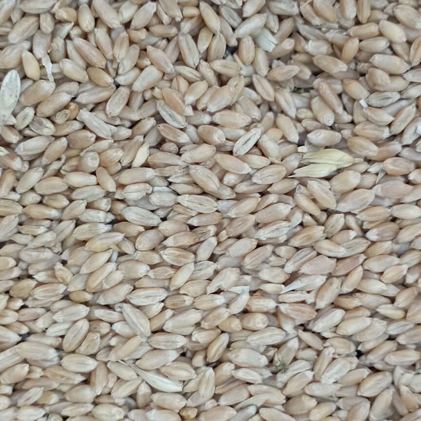 Яровая пшеница